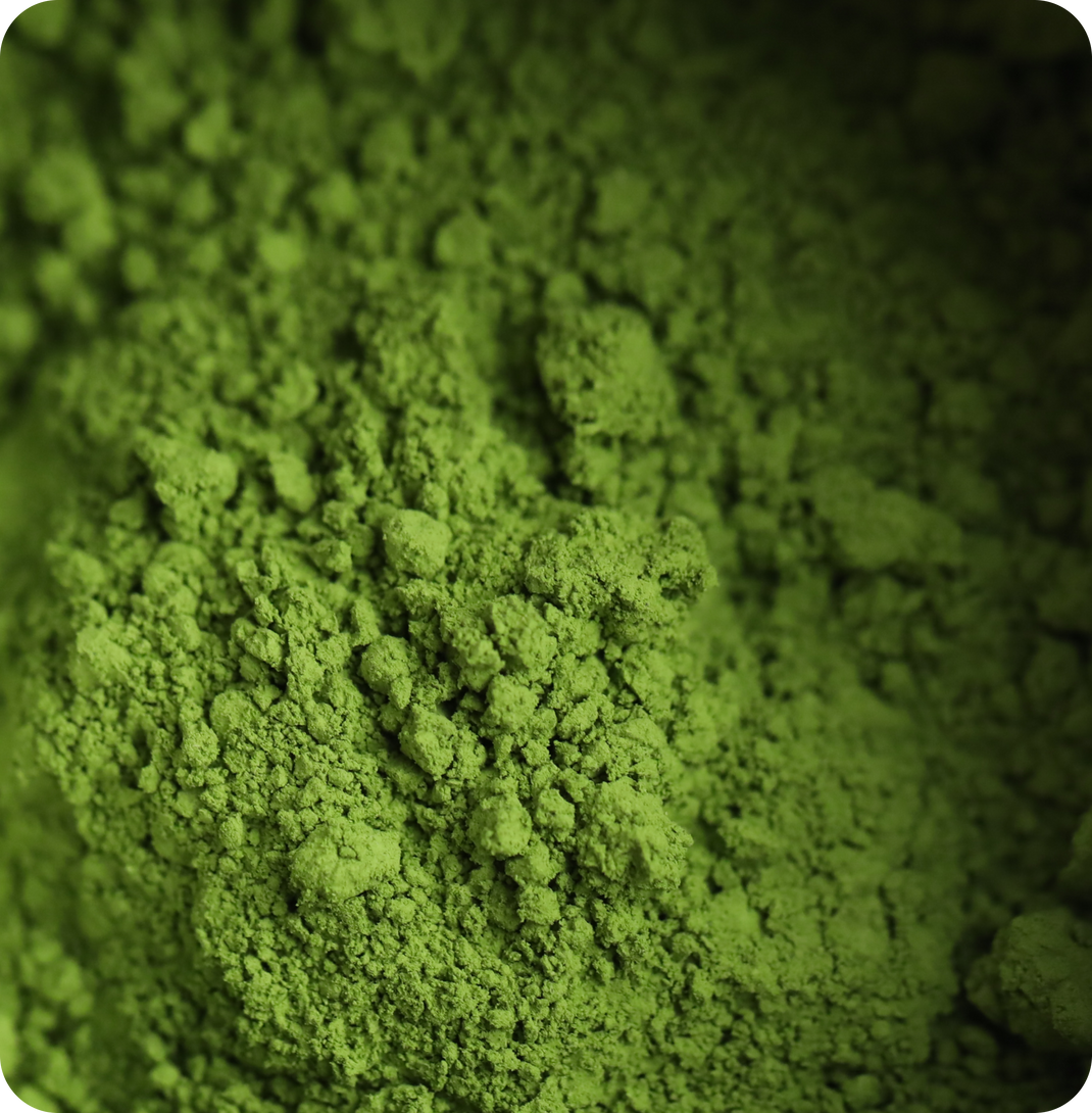 Japanese Ceremonial Matcha in Dubai – From Uji, Kyoto | Matcha Forest ...