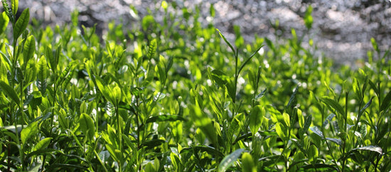 About Yanoen Plantation — The Most Delicious Matcha From Uji In Dubai ...